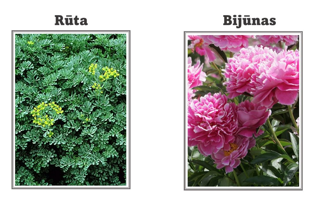 SPOTLIGHT ON LITHUANIAN CULTURE! CHAPTER 7: Lithuanian flowers ...