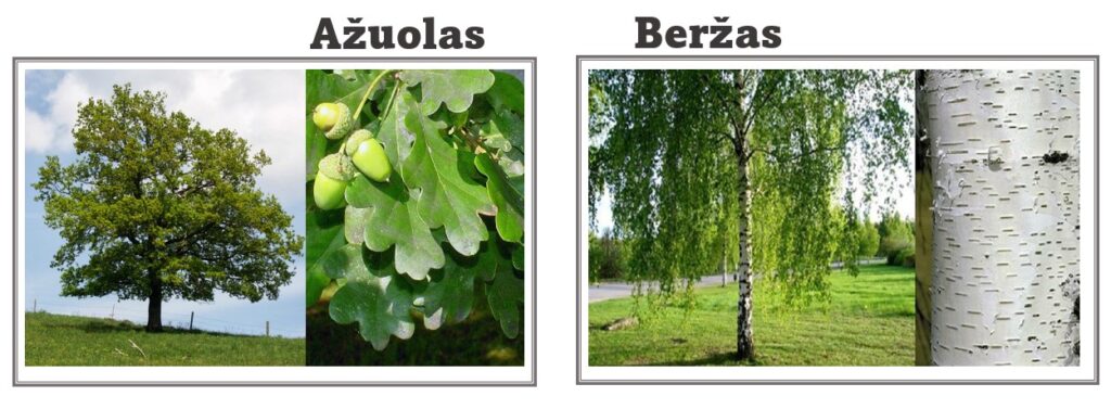 SPOTLIGHT ON LITHUANIAN CULTURE! CHAPTER 10: Trees – Lithuanian World ...
